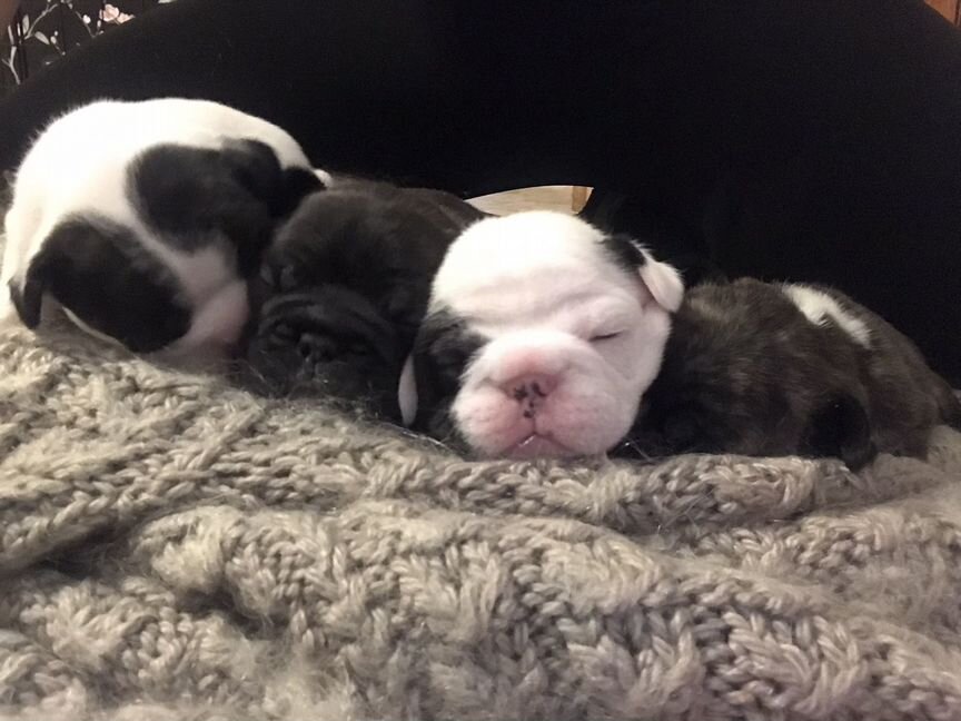 Французский бульдог щенки