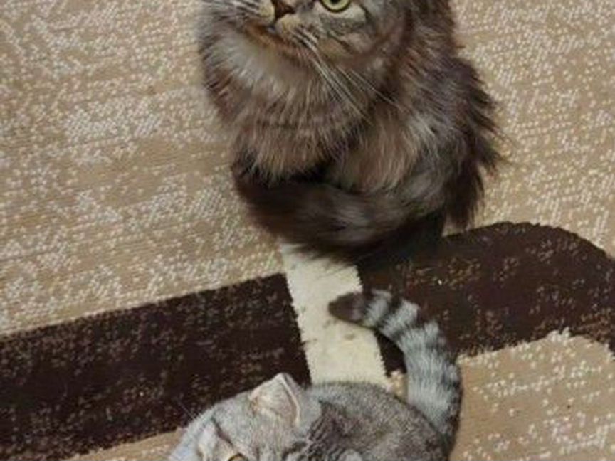 Вислоухие котята