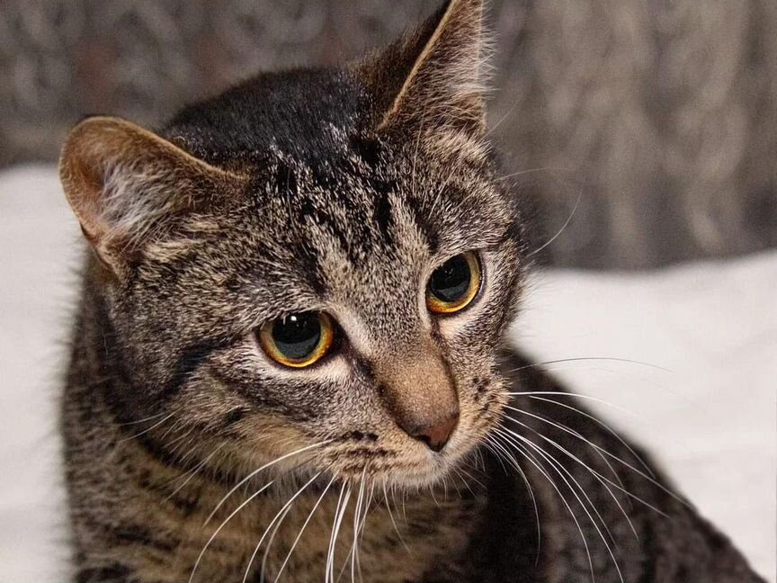 Котик ласковый молодой