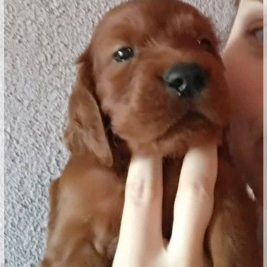 Ирландский сеттер, щенок