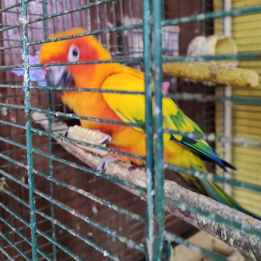 Попугай Солнечный Аратинга мальчик