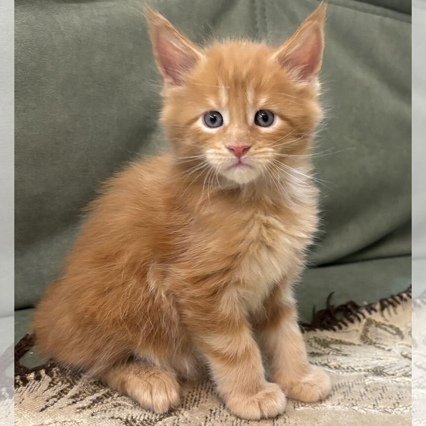 Мейн-кун котёнок