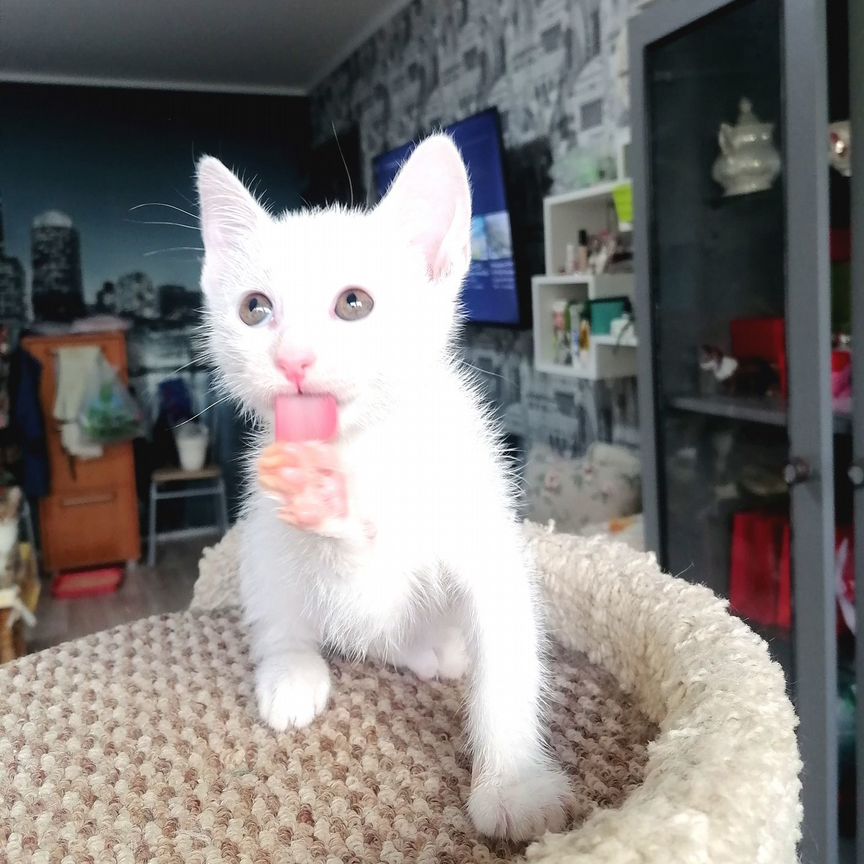 Отдаём в добрые руки домашних, ухоженных котят