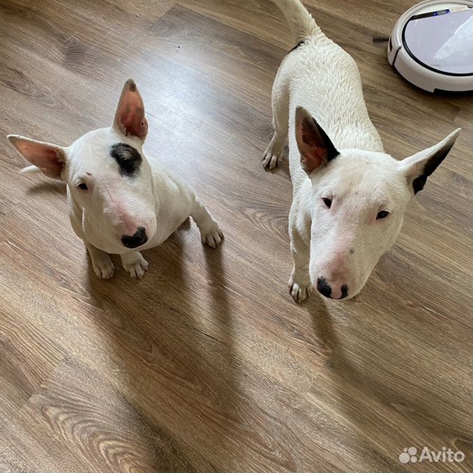 Продам, миниатюрного-бультерьера