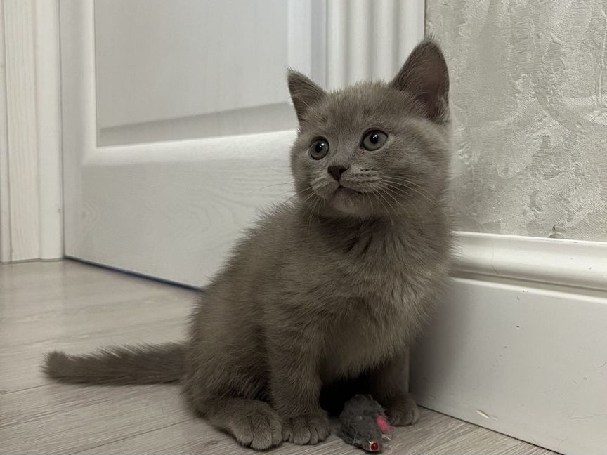 Британские котята