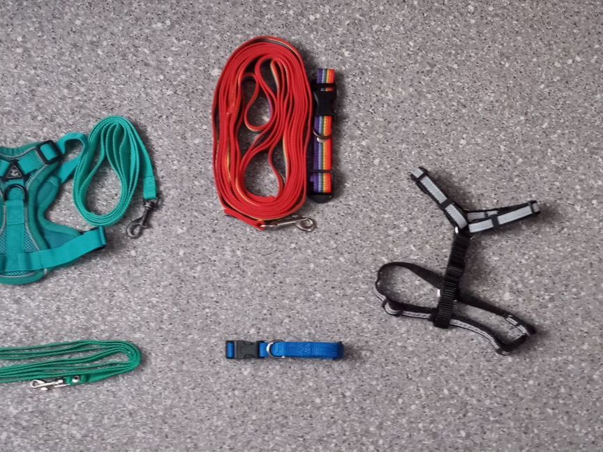 Амуниция для собак