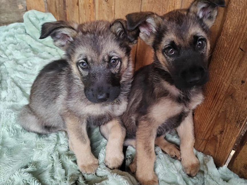 Щенки мальчики в добрые руки
