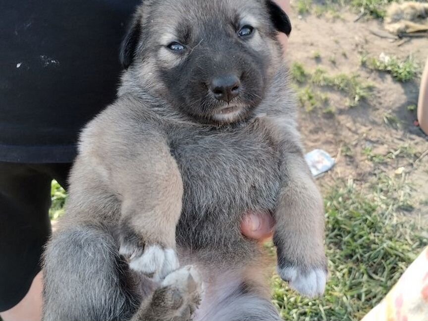 Отдадим в добрые руки