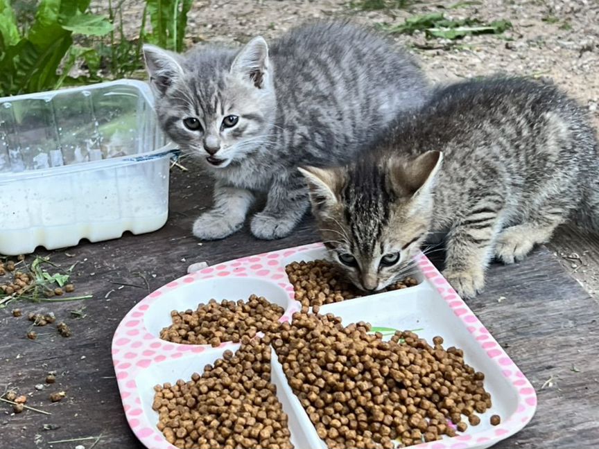 Котята в добрые руки