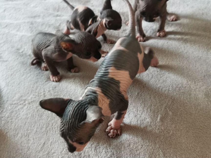 Котята Канадского сфинкса