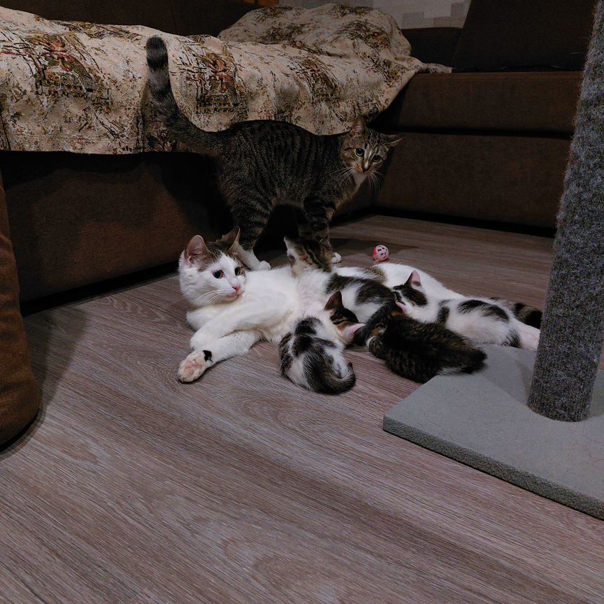 Котята в добрые руки