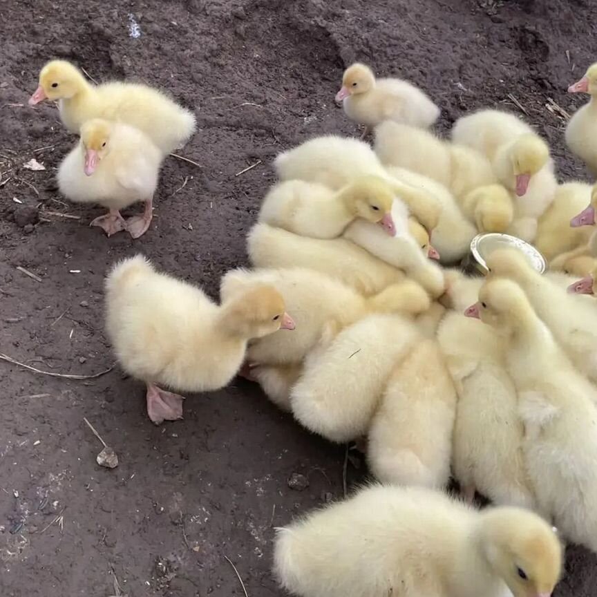 Гусята подрощенные