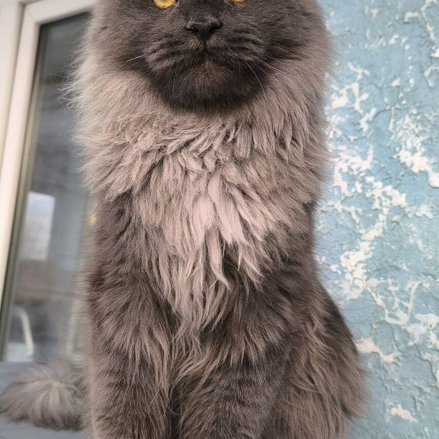 Котята мейнкун голубой дым