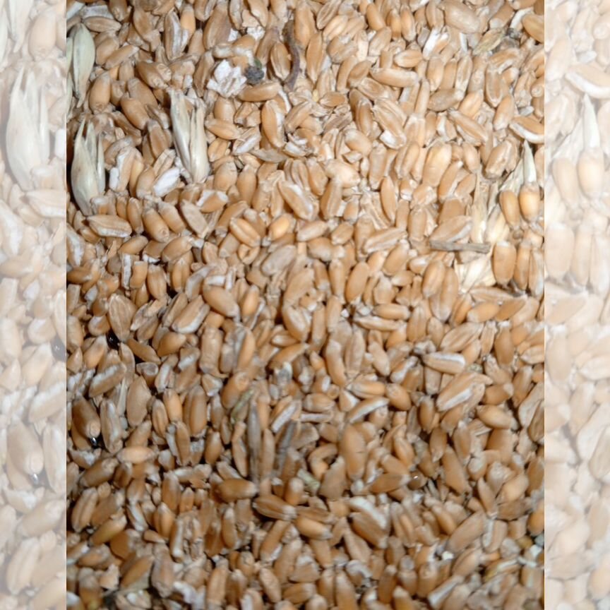 Зерноотходы