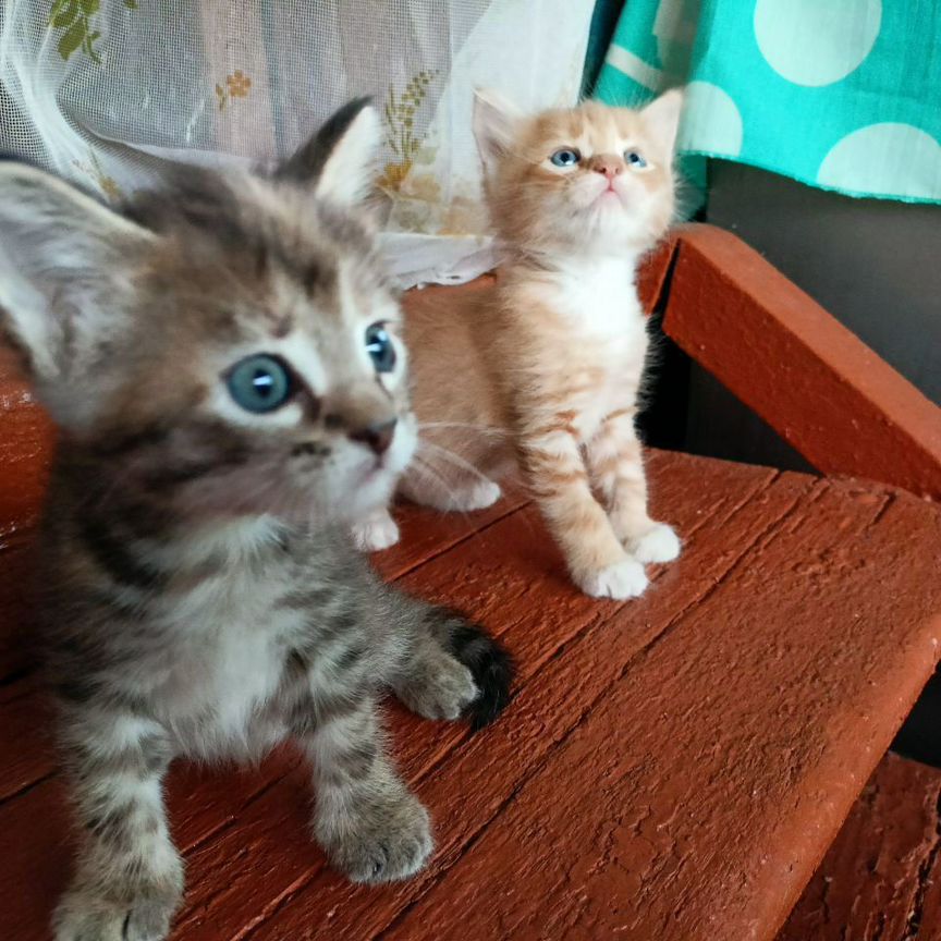 Котята в добрые руки