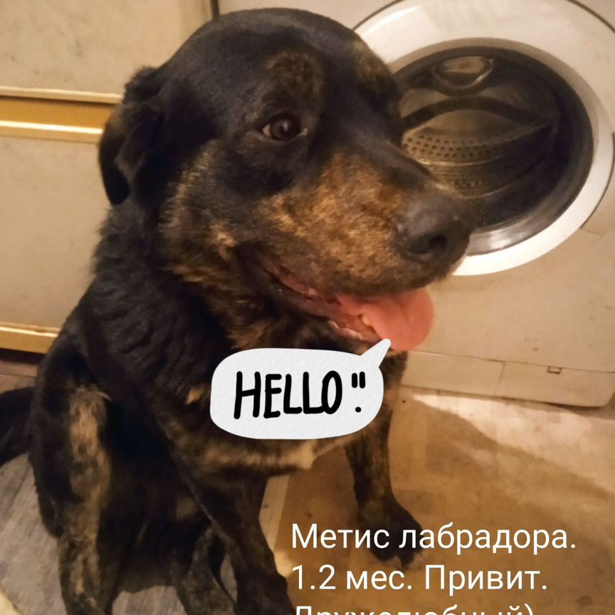 Собаки бесплатно