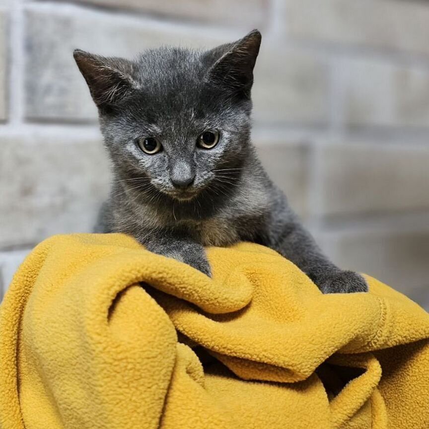 Котёнок в добрые руки