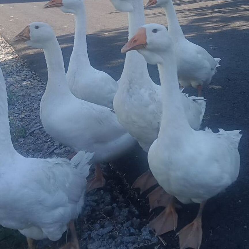 Гуси Холмогоры 3,5 месяцев