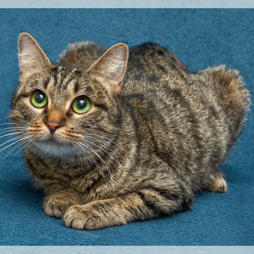 Европейская короткошёрстная, взрослая кошка