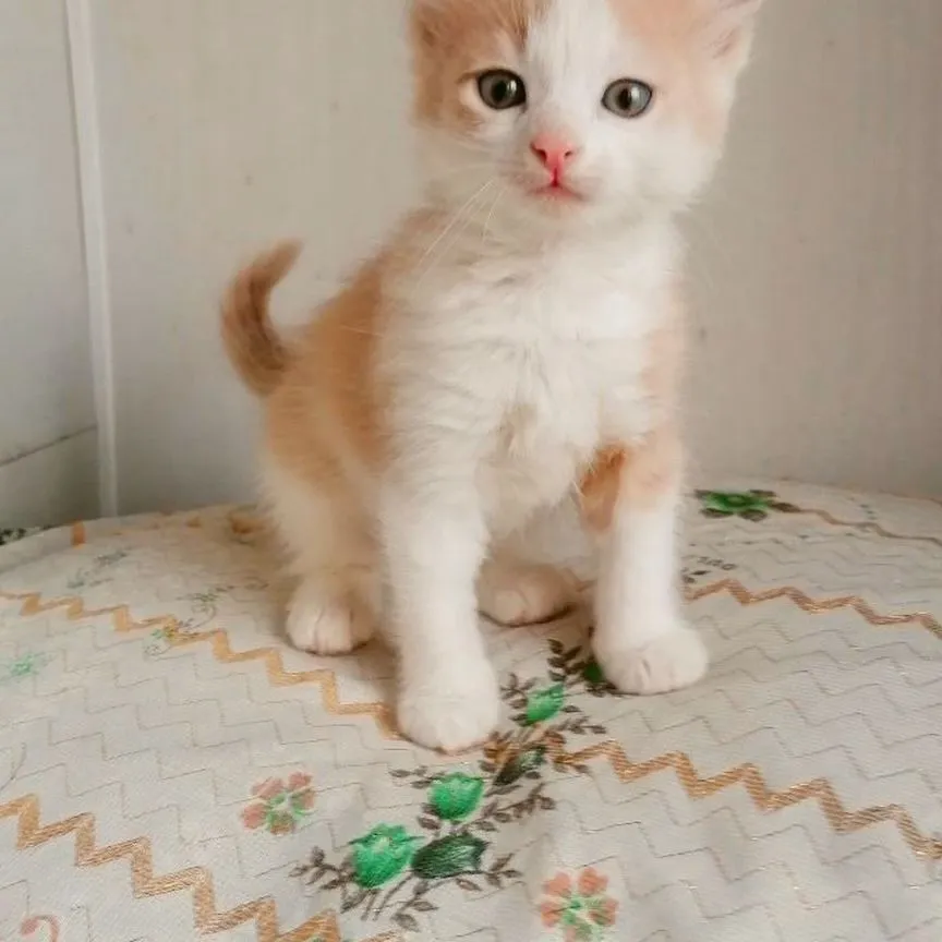 Котик в добрые руки