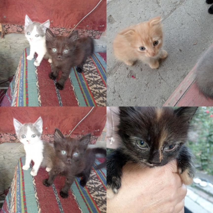 Домашние животные