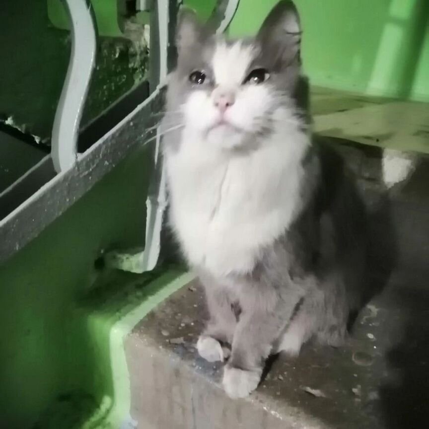 Кошки в добрые руки бесплатно