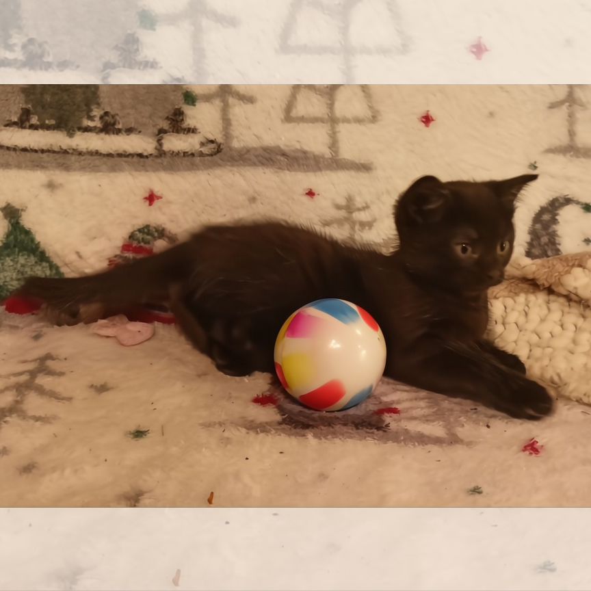 Котёнок от частного владельца