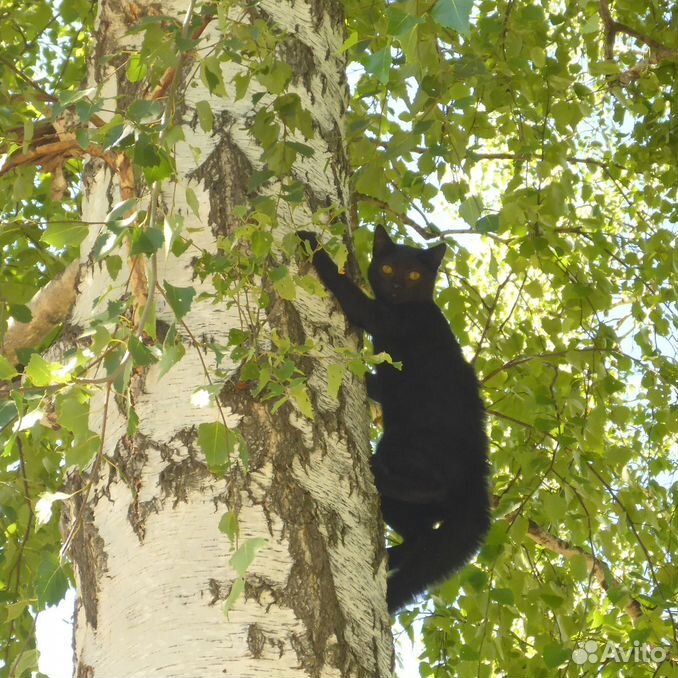 Котенок Изюмчик
