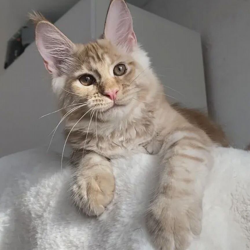 Мейн-кун котёнок