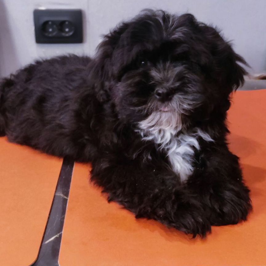 Мальтипу, щенок