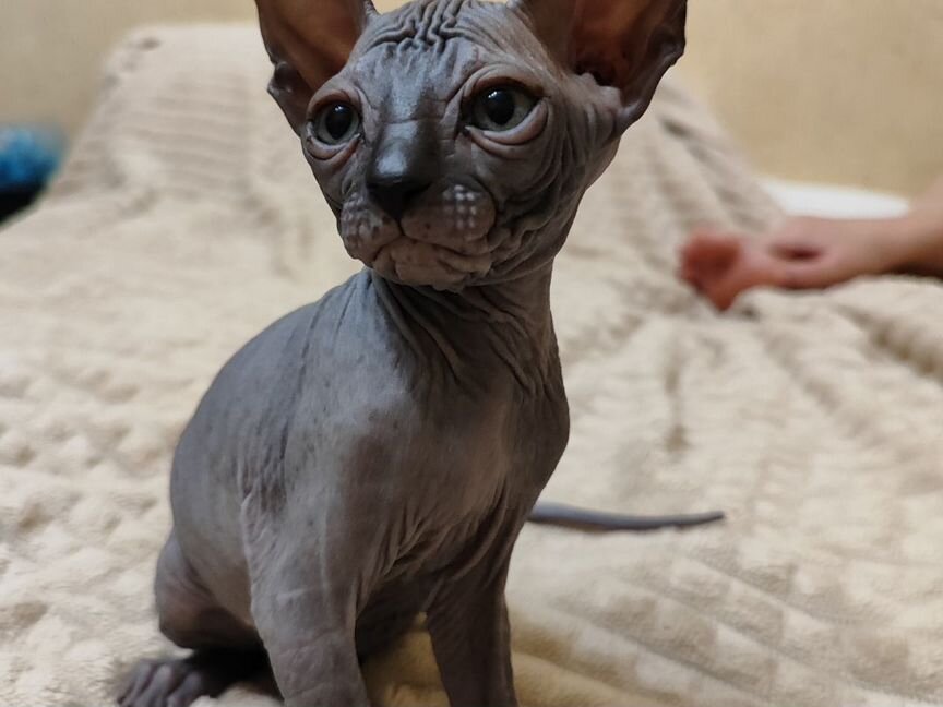 Канадский сфинкс котенок