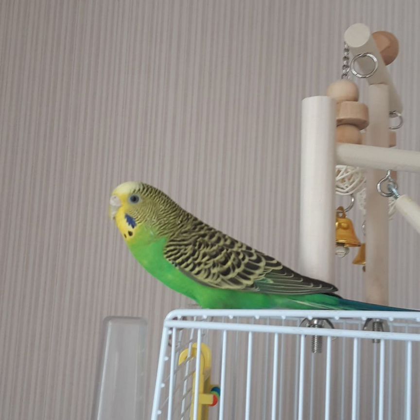 Волнистый попугай девочка с клеткой