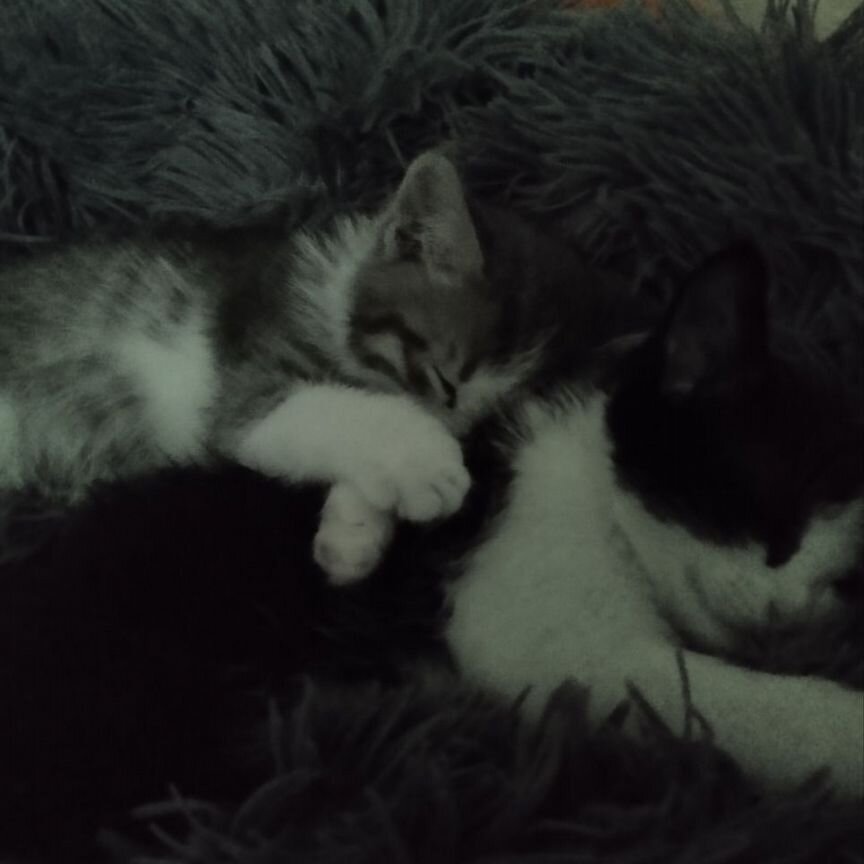 Отдам в добрые руки котят