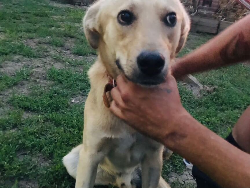 Собака Танк ишет дом