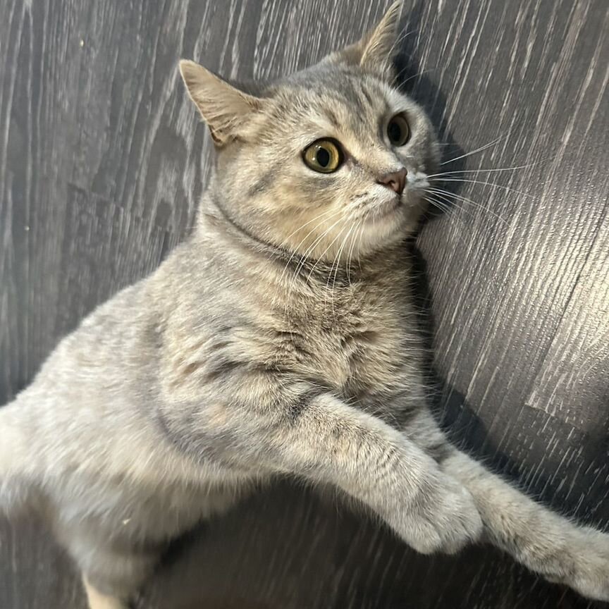 Отдам кошку в добрые руки