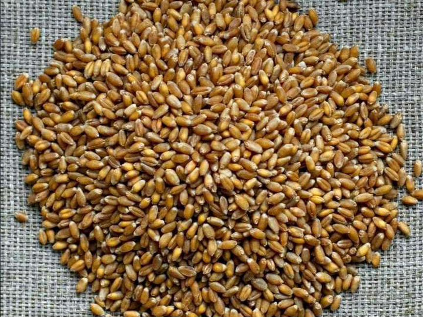 Зерно пшеница