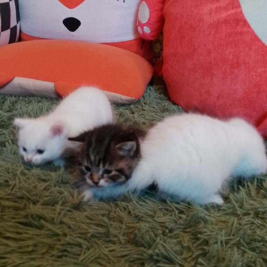 Котята