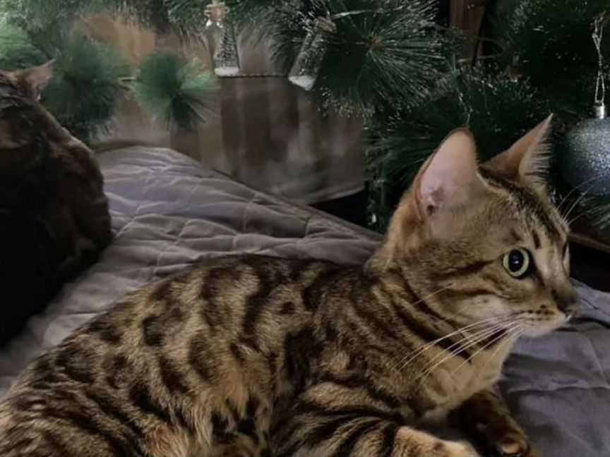 Бенгальская