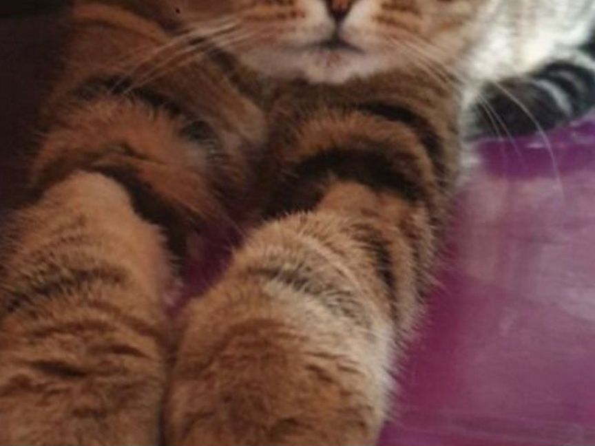 Кошка Мурка