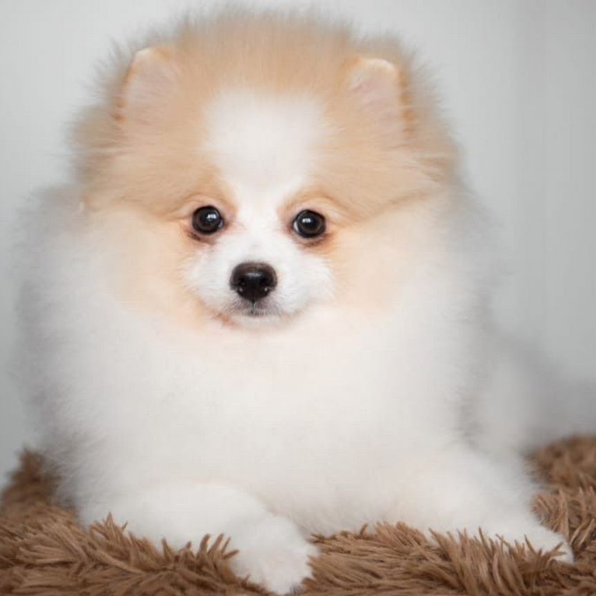 Померанский шпиц, щенок