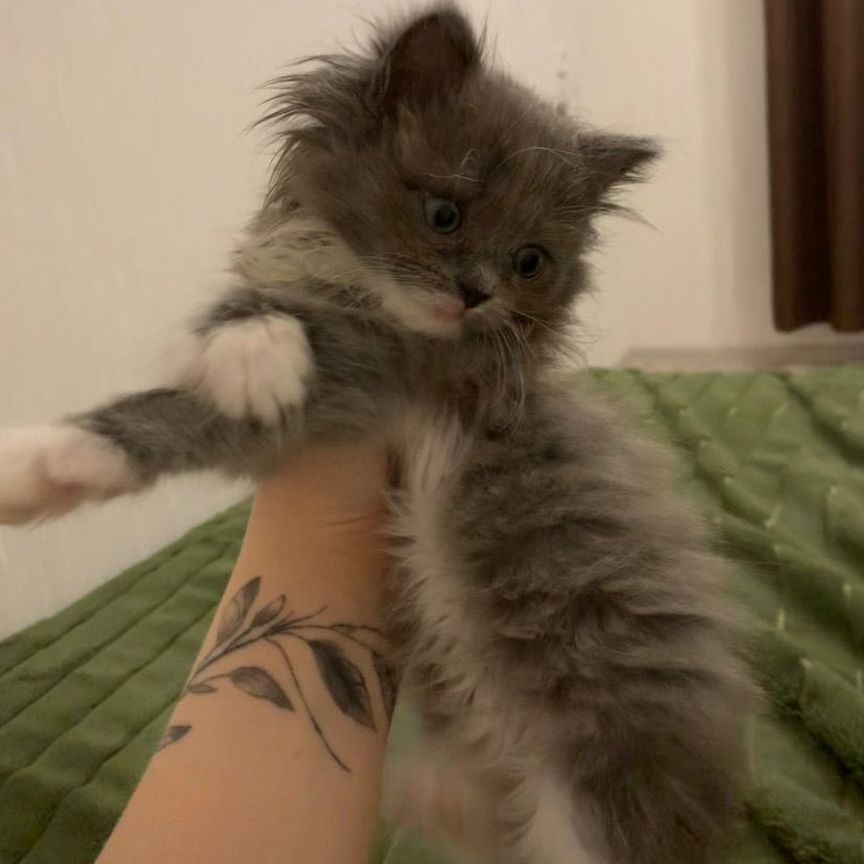 Котёнок в добрые руки