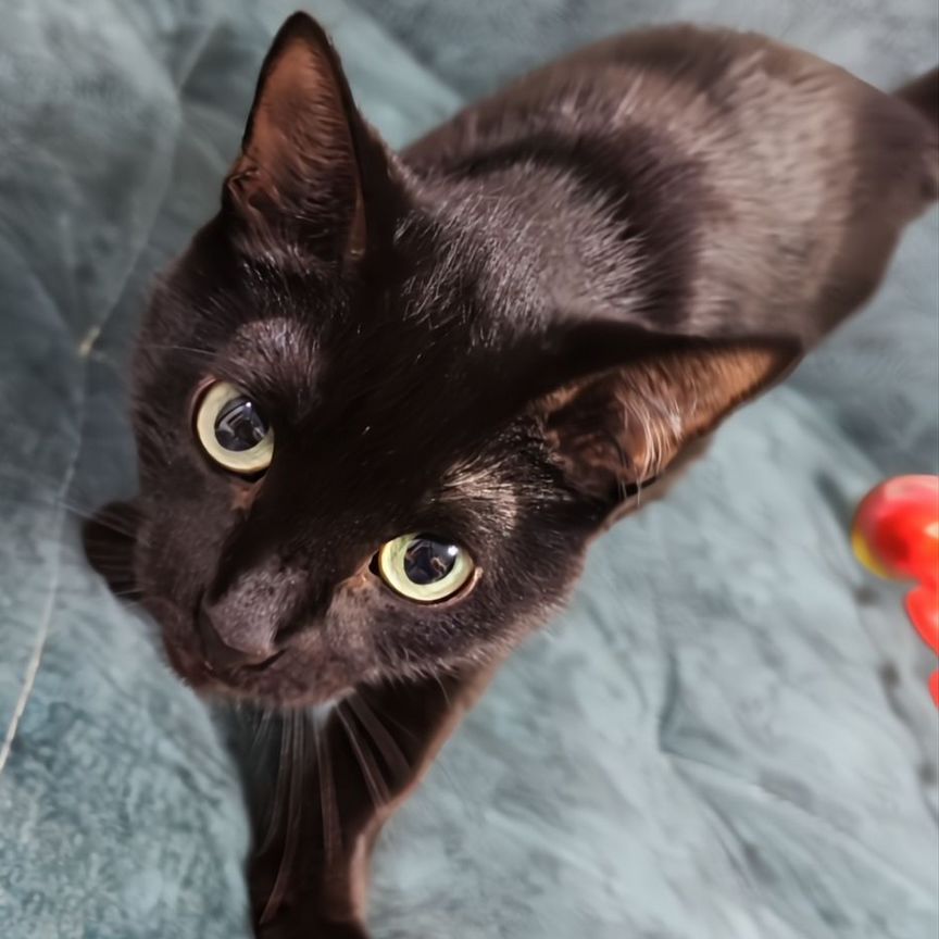 Взрослая кошка в добрые руки