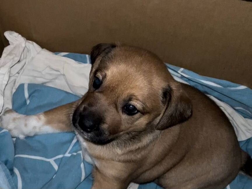 Щенок кобель 2 месяца