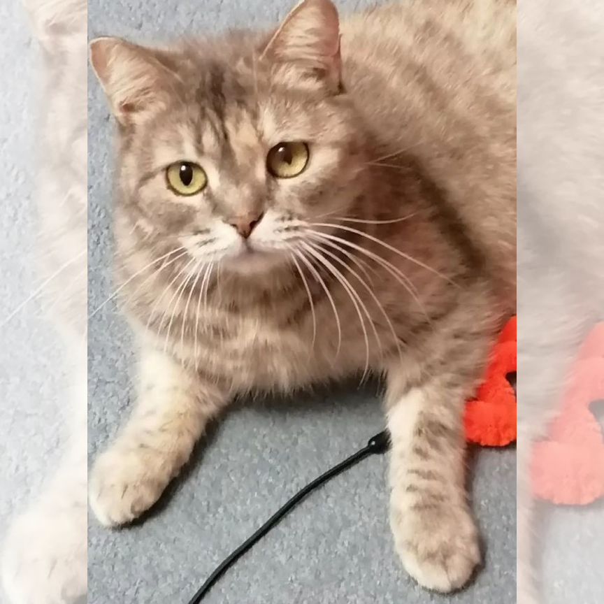 Британская короткошёрстная, взрослая кошка