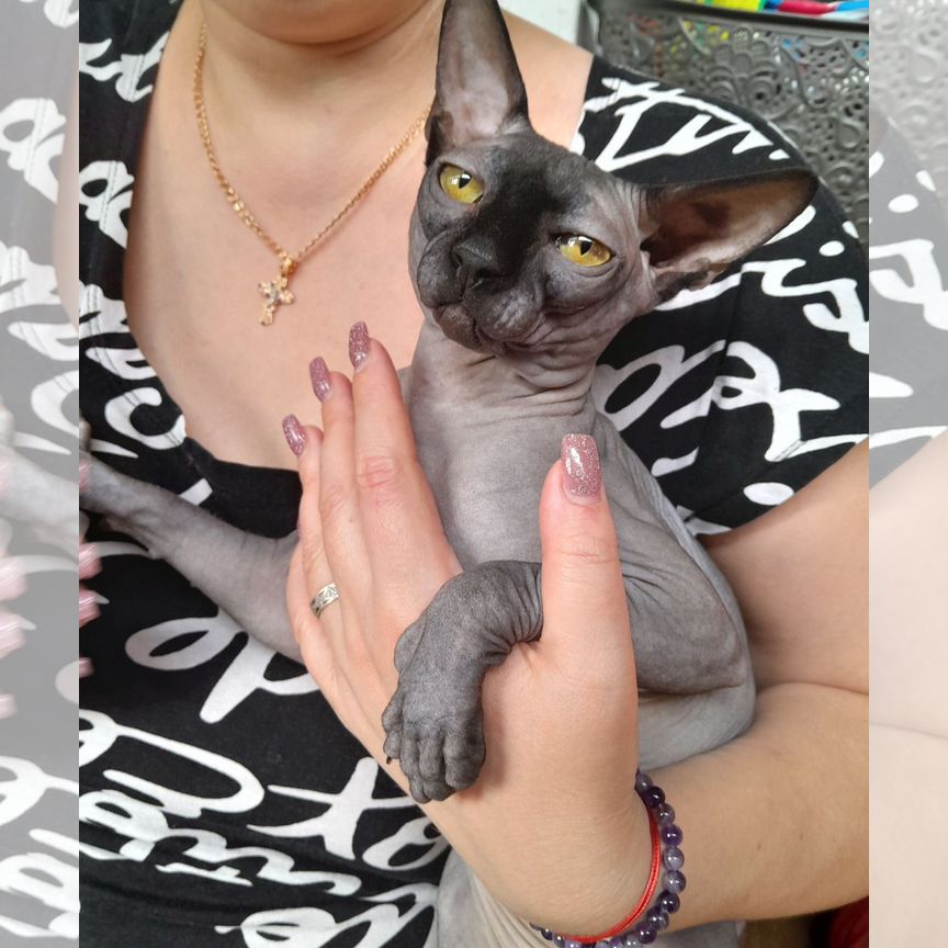 Продаю кота