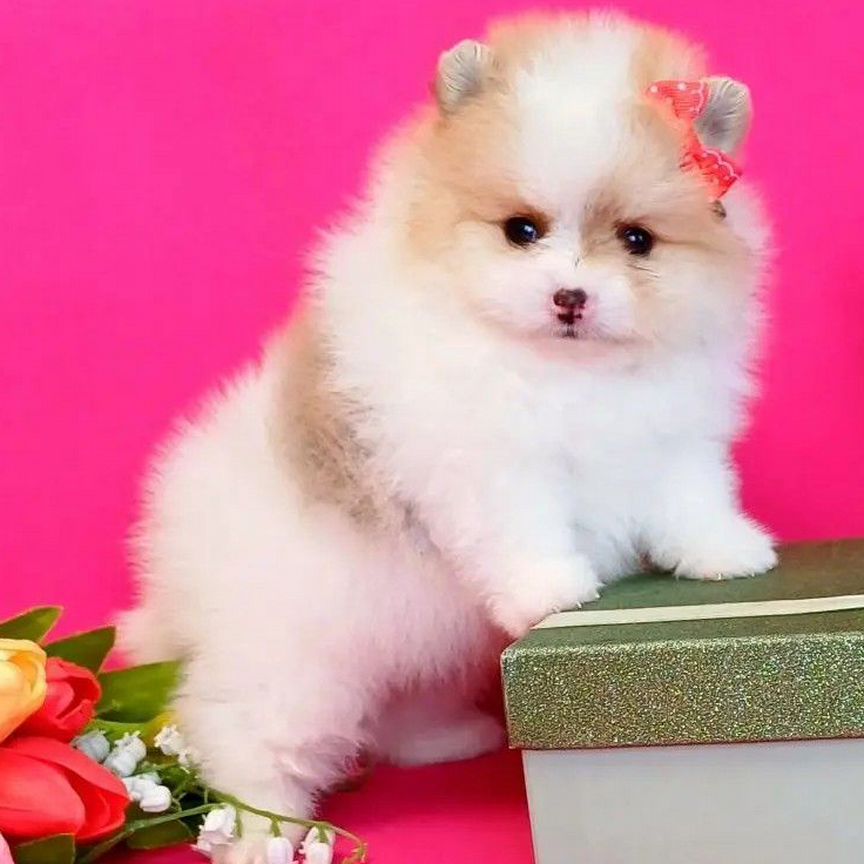 Померанский шпиц, щенок