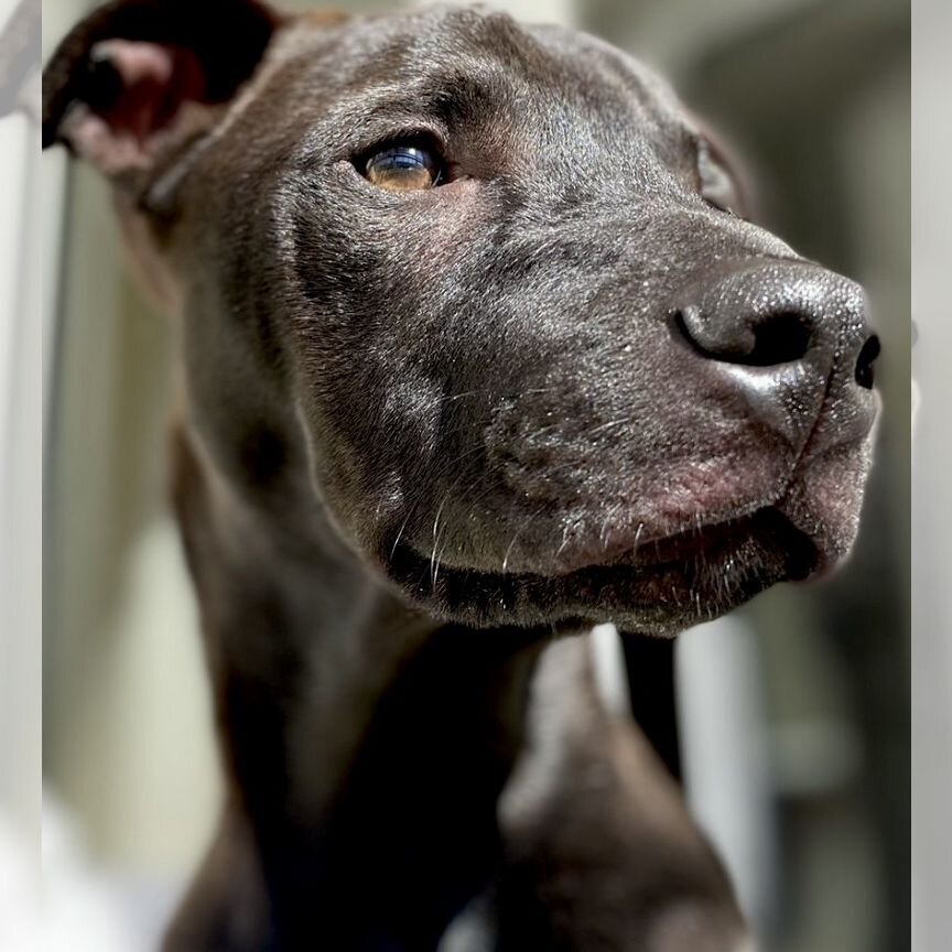 Американский стаффордширский терьер, щенок