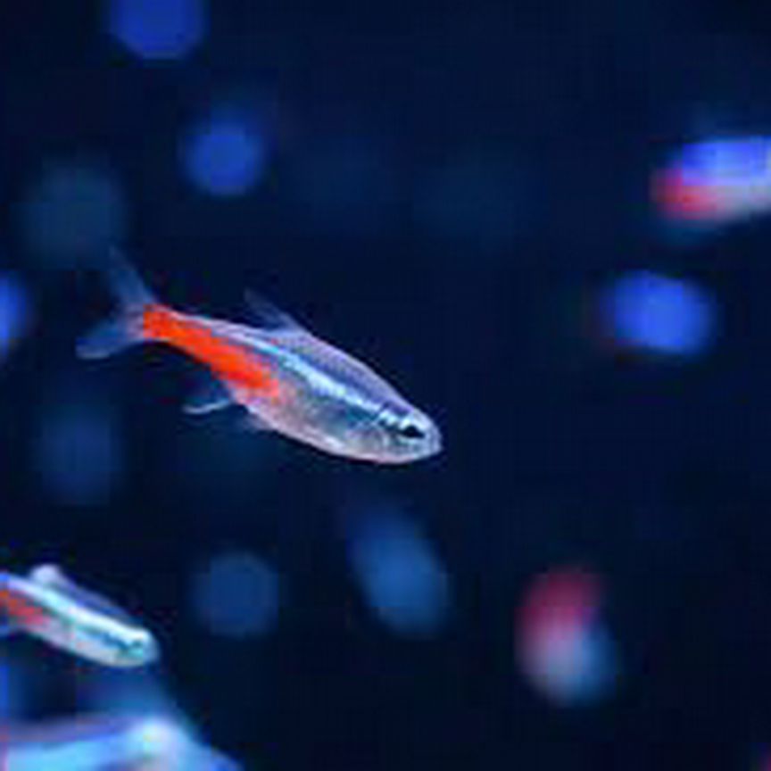 Рыбки неоны 3 шт