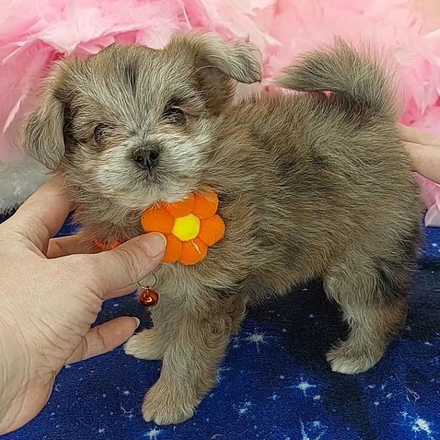 Мальтипу, щенок