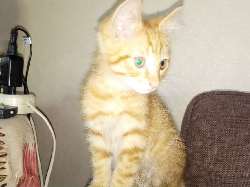 Рыжий котенок
